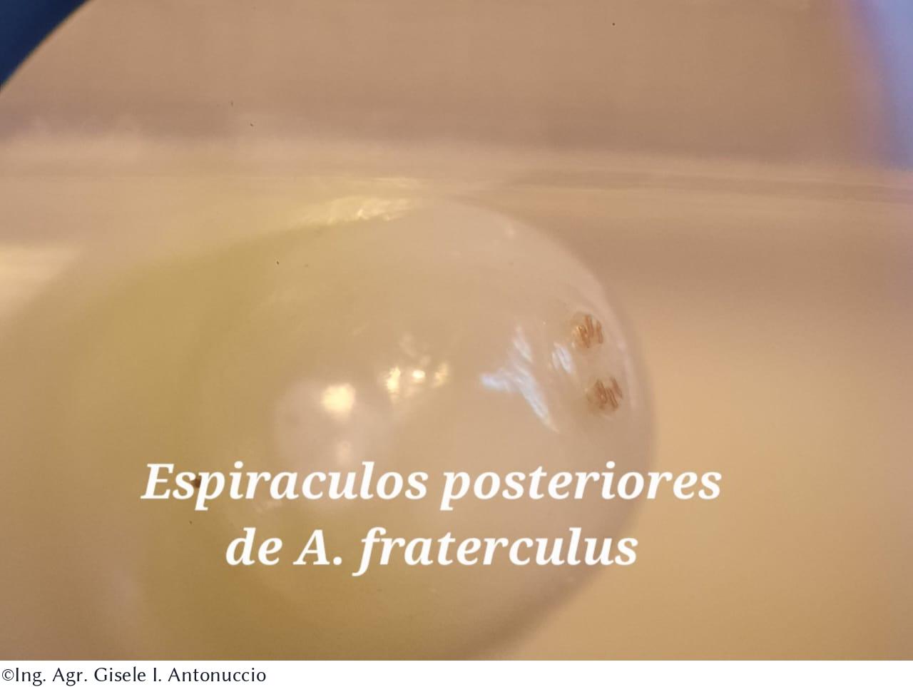 Anastrepha fraterculus | Sistema Nacional de Vigilancia y Monitoreo de ... Anastrepha fraterculus | Sistema Nacional de Vigilancia y Monitoreo de ...